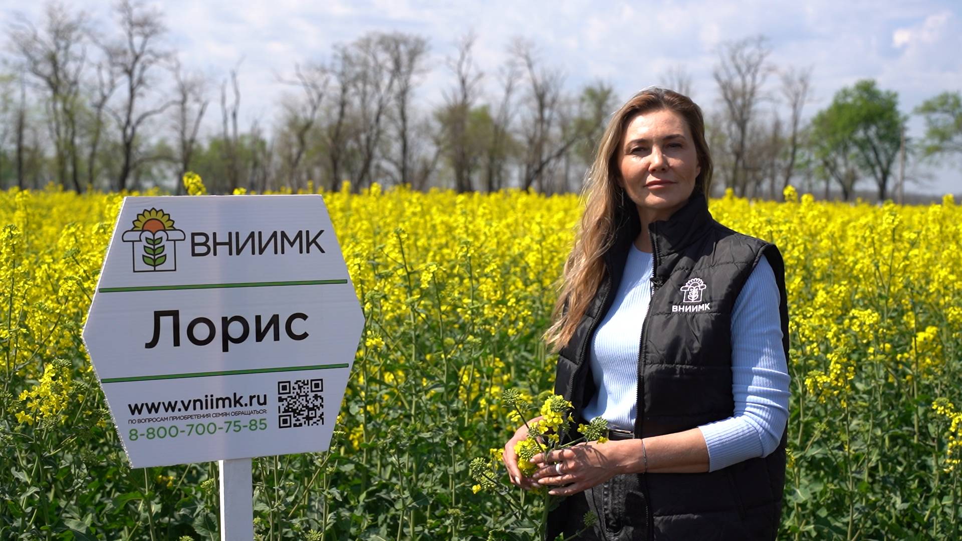 Самый большой урожай надземной массы озимого рапса в линейке ВНИИМК – у Лориса