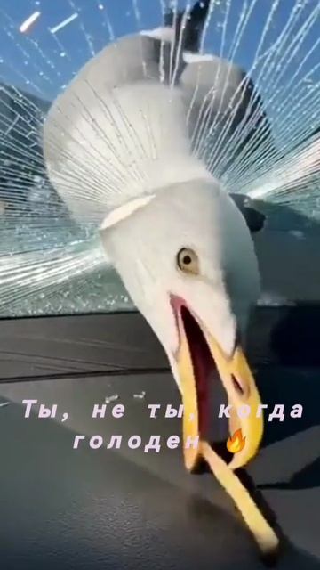 YouCut_20250809_104807332.mp4