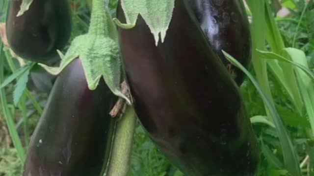 Супер сорта баклажанов: баклажан Пучковое семейство и баклажан Принц сказочный