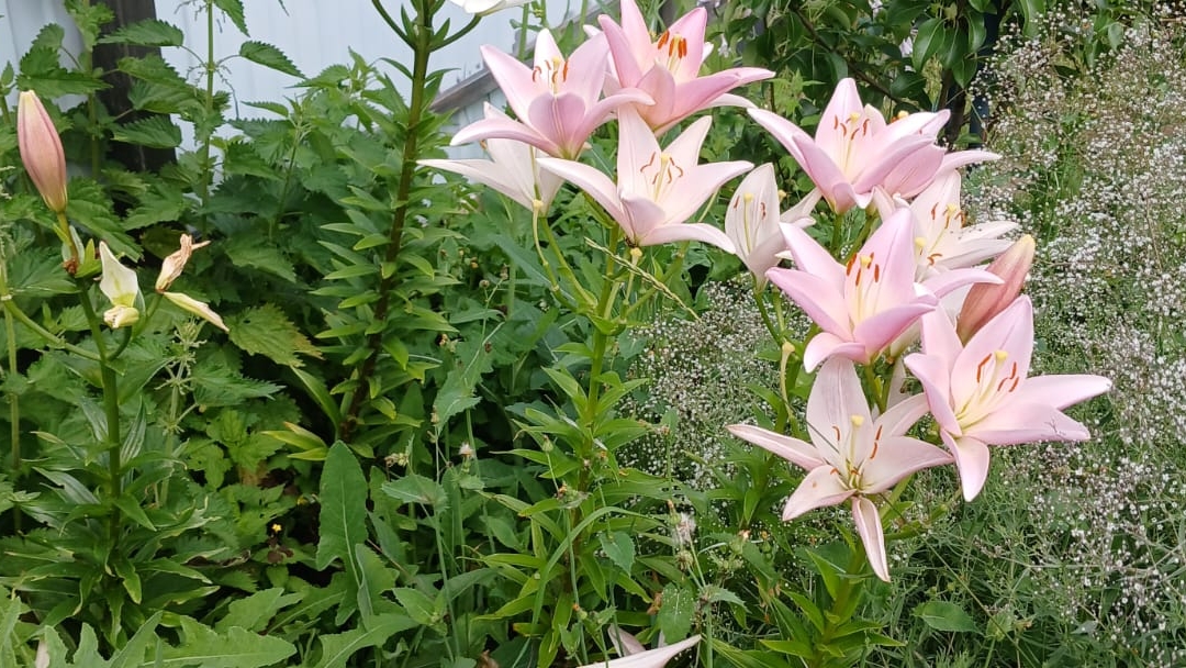 31.07.25 Обзор старой дачи