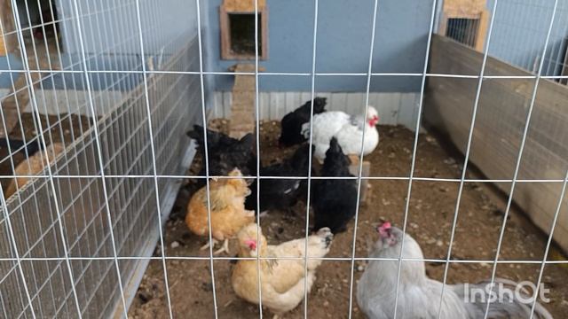 09-08-2025  Яйца где?🤨🥚