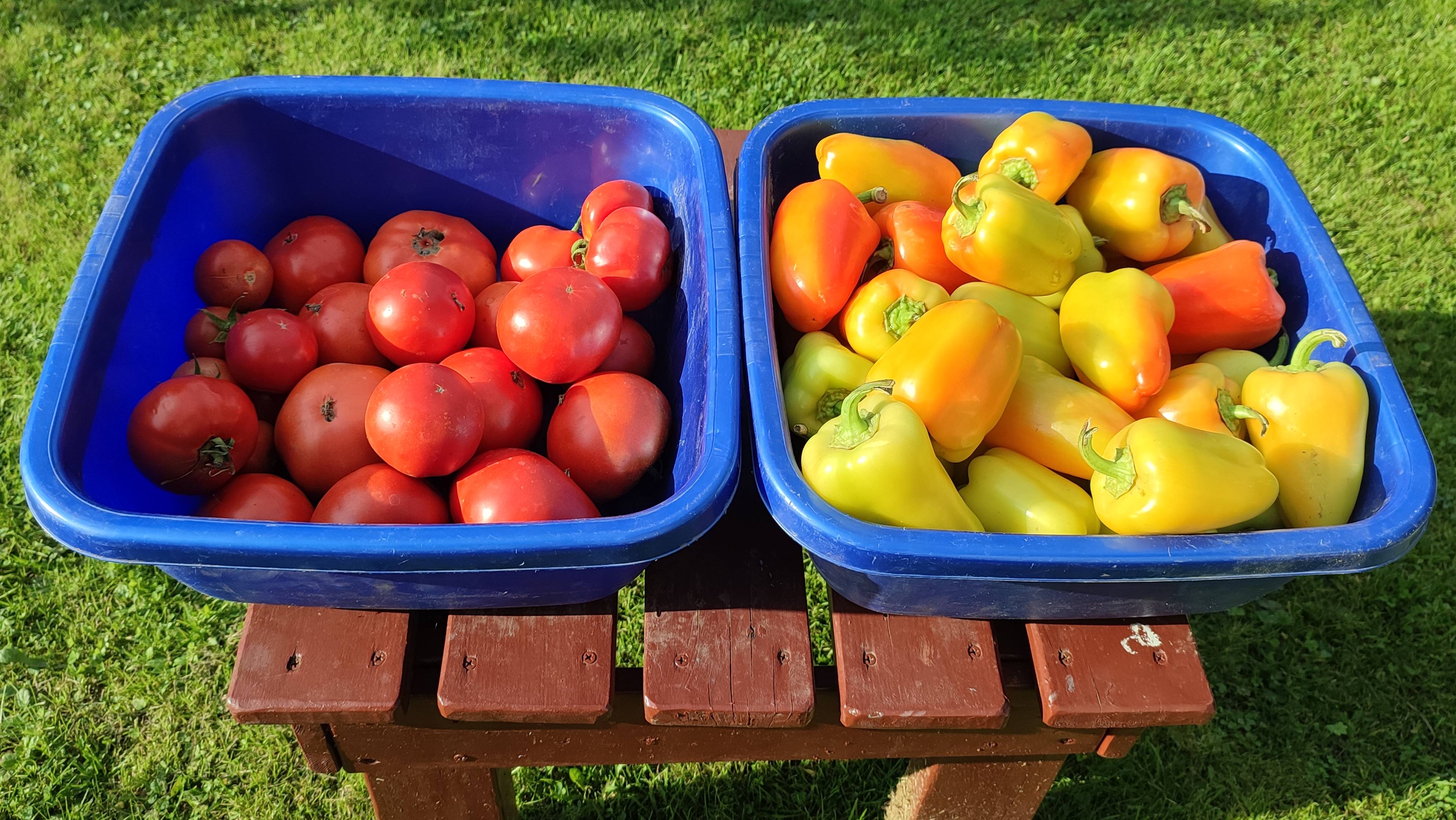 Лечо из перцев и помидоров на зиму.
