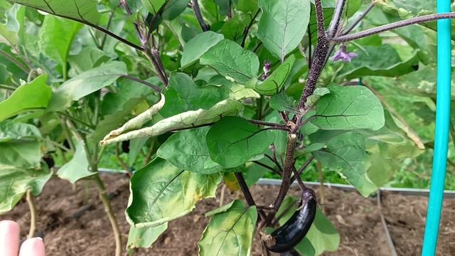 Увядание баклажанов - показываю разные виды и способы борьбы с грибковыми поражениями