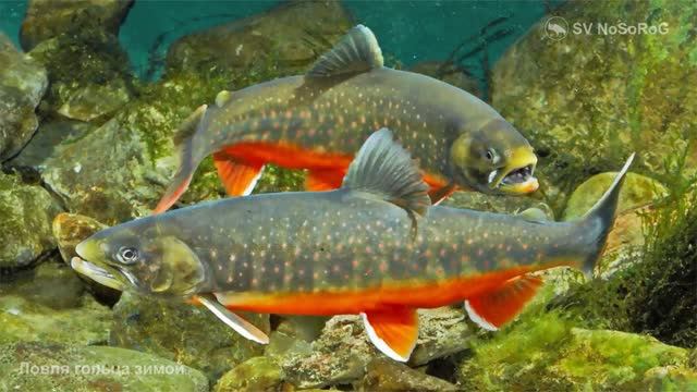 Где встречаются представители рода Сальвелинусы, Гольцы (Char) — Salvelinus Richardson, 1836 ?