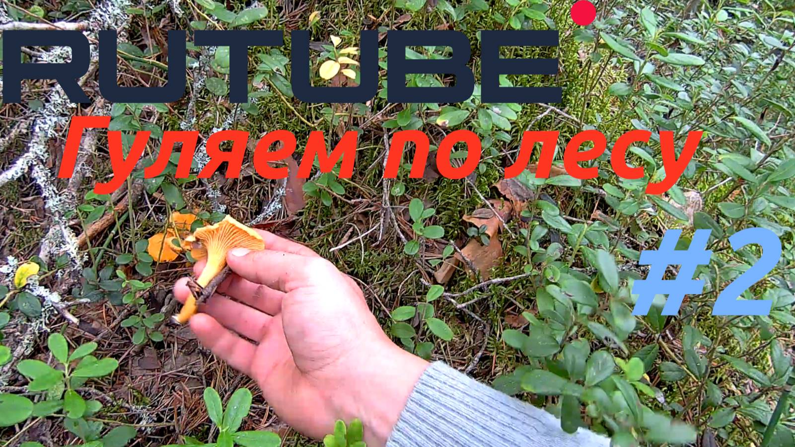 Гуляем по лесу. Часть 2