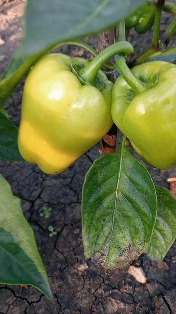 Моё разноцветное лето!