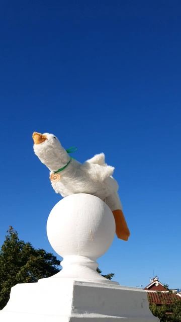 Гусь балансирует на шаре | артаутдор |длинный дубль