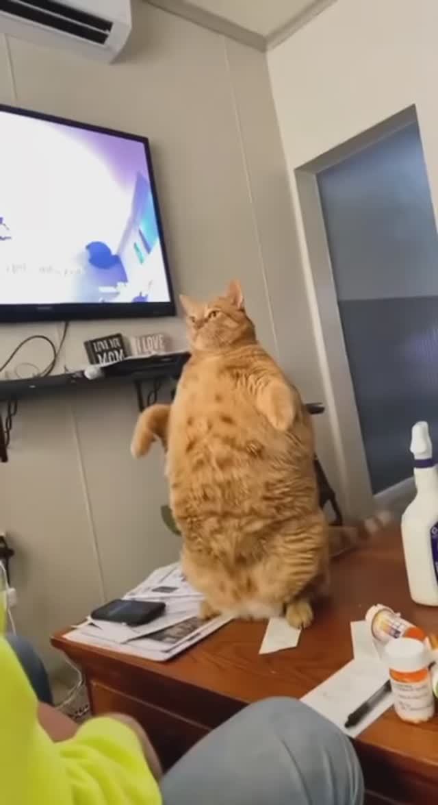 Ну очень толстые коты.