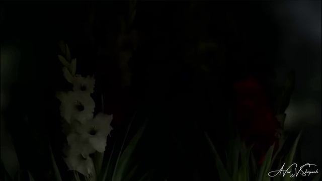 Белль полюбила чудовище. Баллада