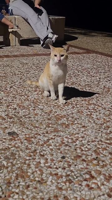 Когда котик грустит и заказывает песню..