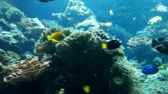 Океанариум.Обитатели тёплых морей.