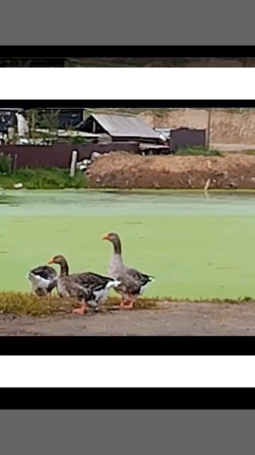 Гуси 🪿🪿🪿 Бороҕон хаастара 😍