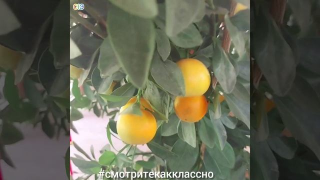 Вьетнам_как делают кофе лювак.mp4