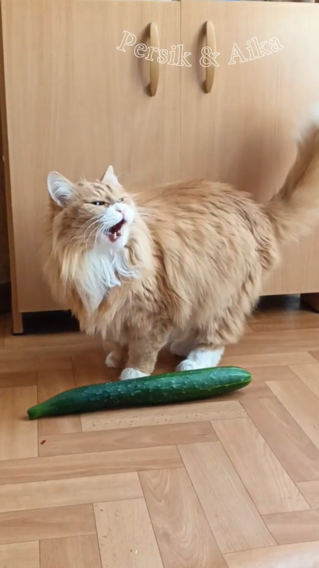 Реакция кота Персика на огурец 🥒 🙀