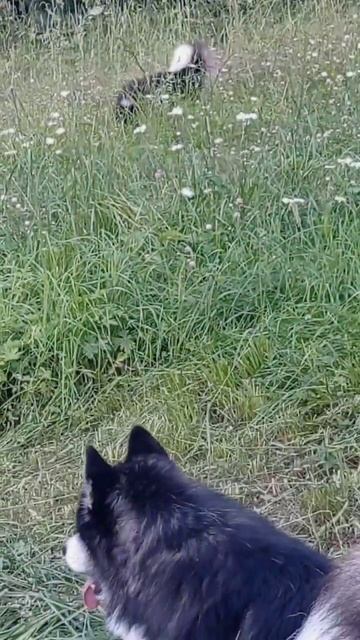 Бим и Боб считают ромашки 09-08-2025