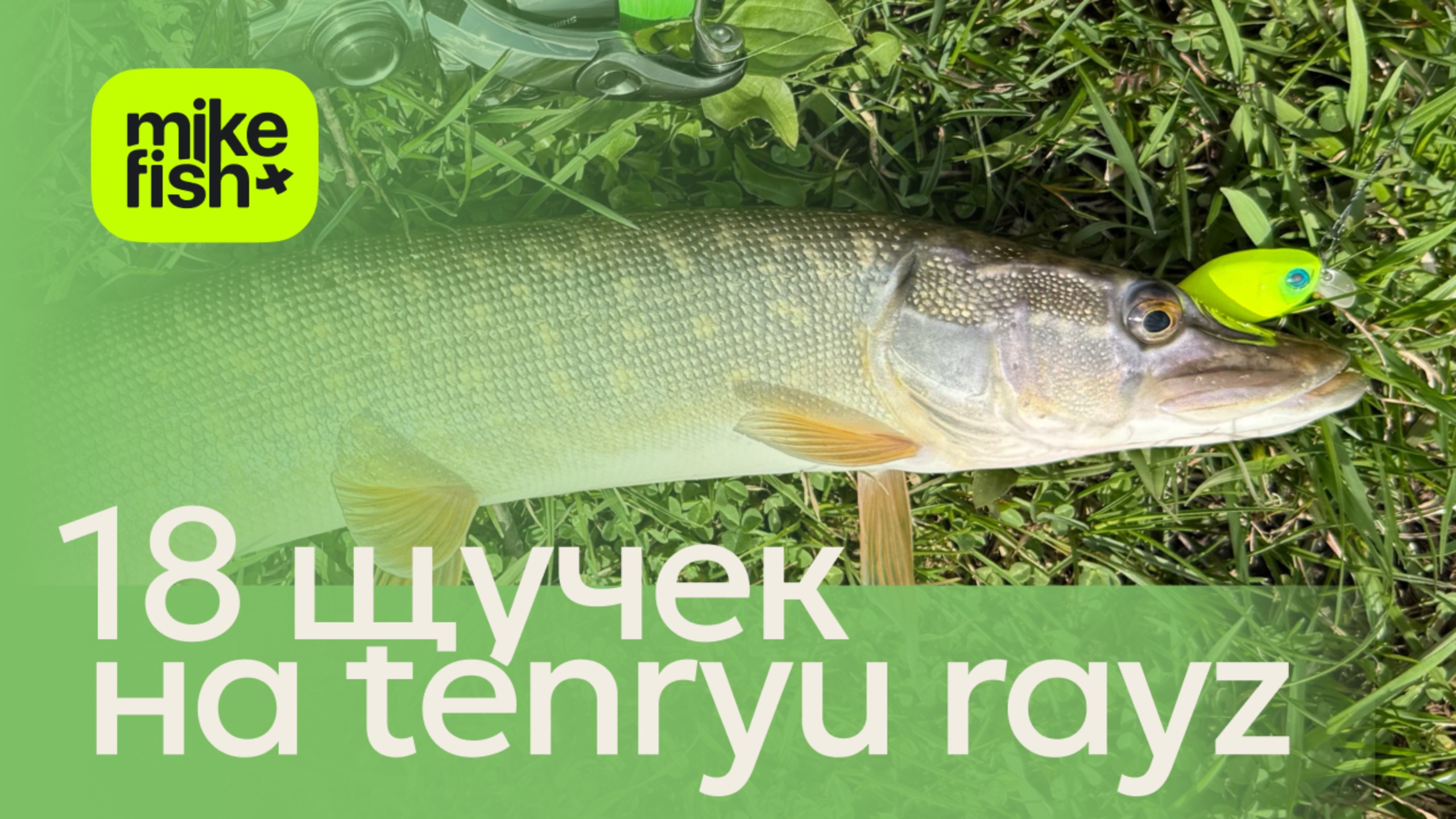 18 щучек и знакомство с Tenryu Rayz RZ6102S-LML