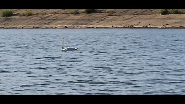 А белый лебедь на пруду!