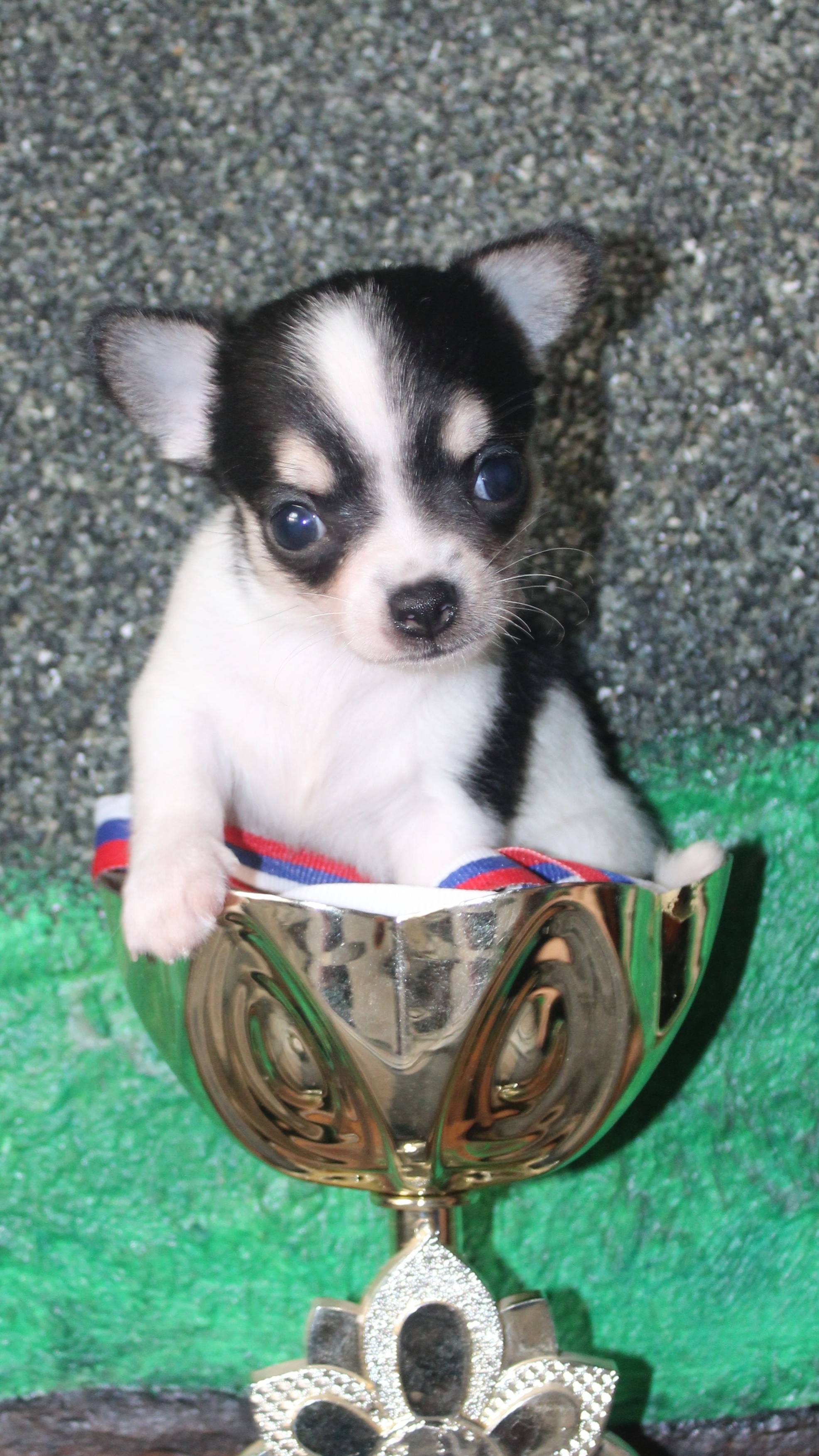 Чих- малыш Дон-Ратибор Звездный Мальчик, 1 месяц