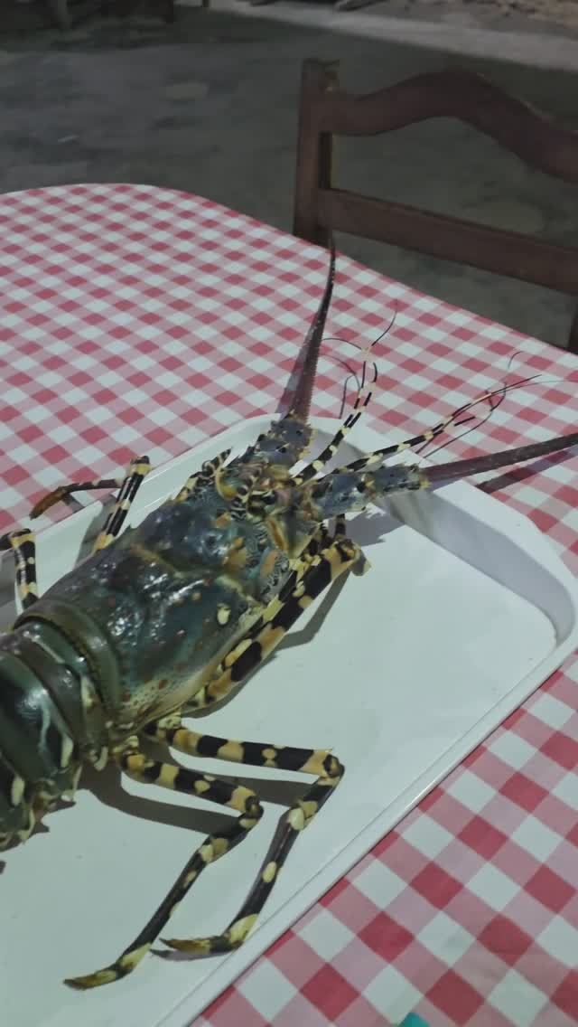 Лобстеры или лангустины? Ужин на побережье Мадагаскара