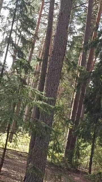 Прогулка со Спарки 🐕 🐶 🌲🌲🌲