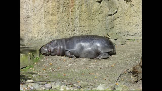 Зоо Берлин 2010 4ч