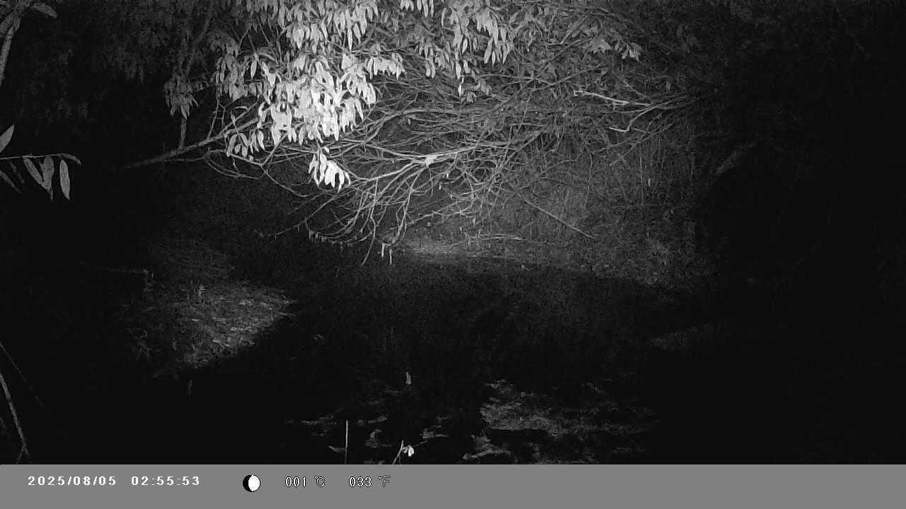 РЕДКИЙ ГОСТЬ НА ФОТОЛОВУШКЕ!!! КАДРЫ ДИКОЙ ПРИРОДЫ!!!