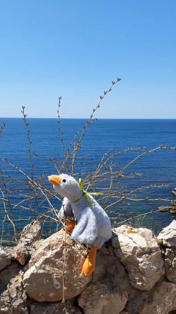 Гусиное умиротворение