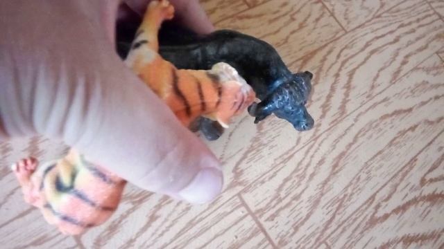 Бенгальский тигр охотится на буйвола. Очень интересный видос.