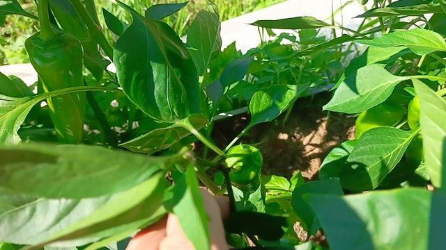 Формирую перцы в конце июля - убираю лишние побеги для лучшего созревания плодов