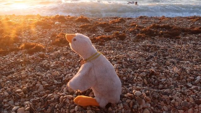 Серый гусь и атмосфера закатного пляжа