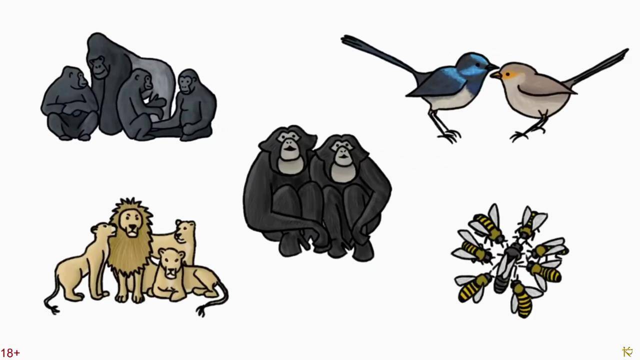 Есть ли Поистине Моногамные Животные?