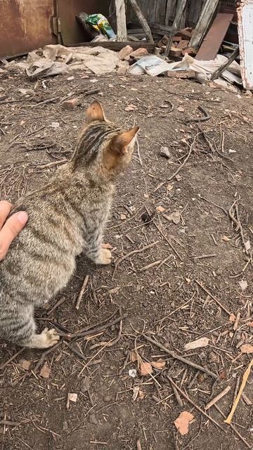 Кошка Дашка