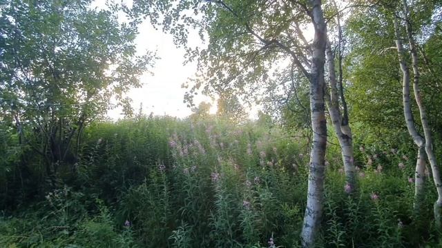 Родник в центре посёлка. Самая вкусная вода.