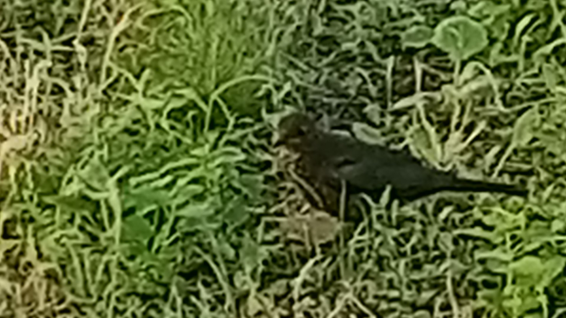 Птицы. Интересная птица. Птица на прогулке.