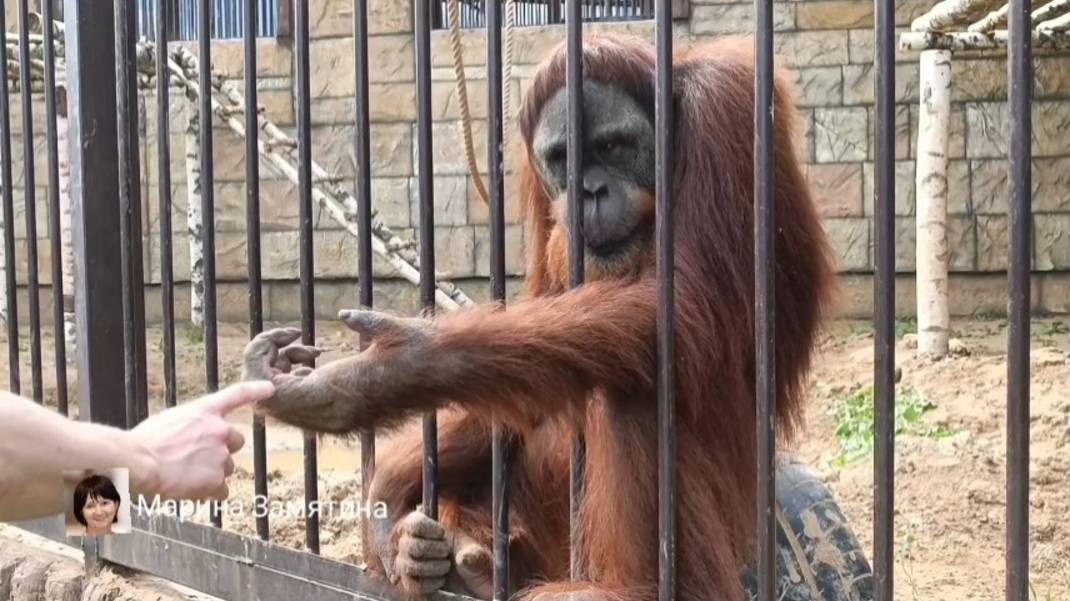 Дай мне руку, друг! Категорически воспрещается протягивать руки к животным!!!