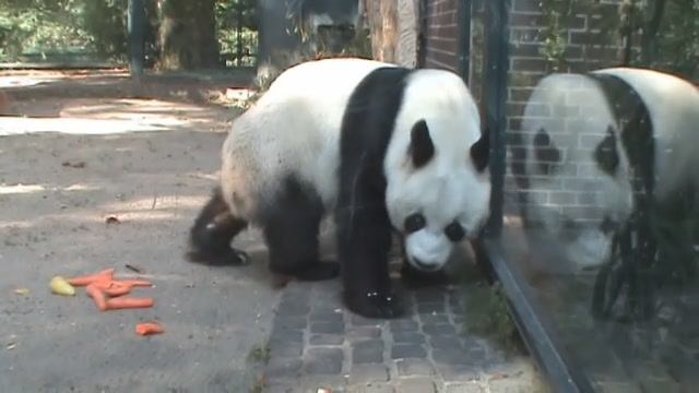 Зоо Берлин 2010 2ч