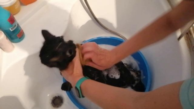 Моем кошку