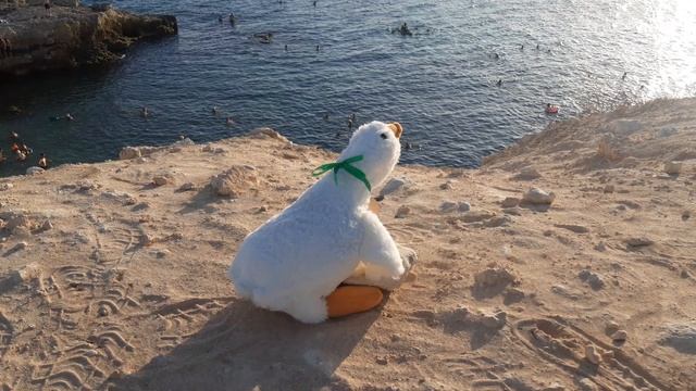 Гусь забрался высоко в голубой бухте