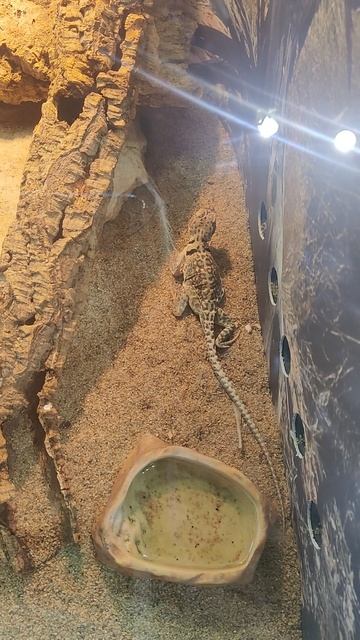 2025.07. 30 ТУЛА. Экзотариум. Игуана ошейниковая