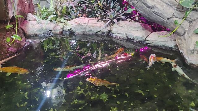 2025.07. 30 ТУЛА. Экзотариум. Парчовый карп (кои)