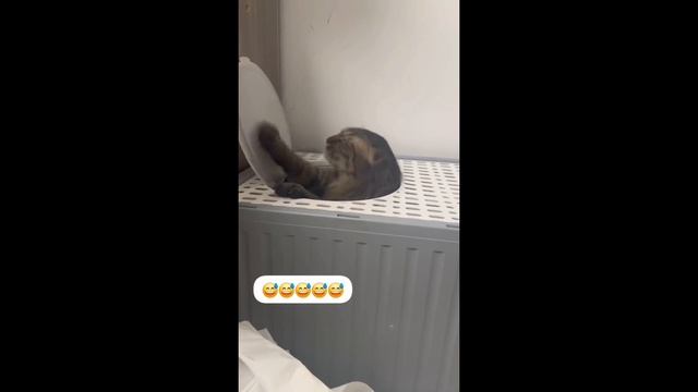 Выступление животных