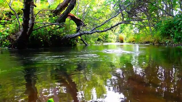 Журчание ручья / Успокаивающие звуки природы / Релакс / Медитация / Чилаут / Спокойный сон