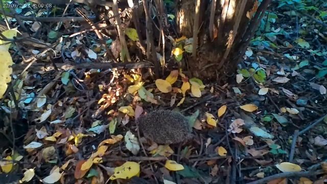 Лесная встреча. Ёжик.