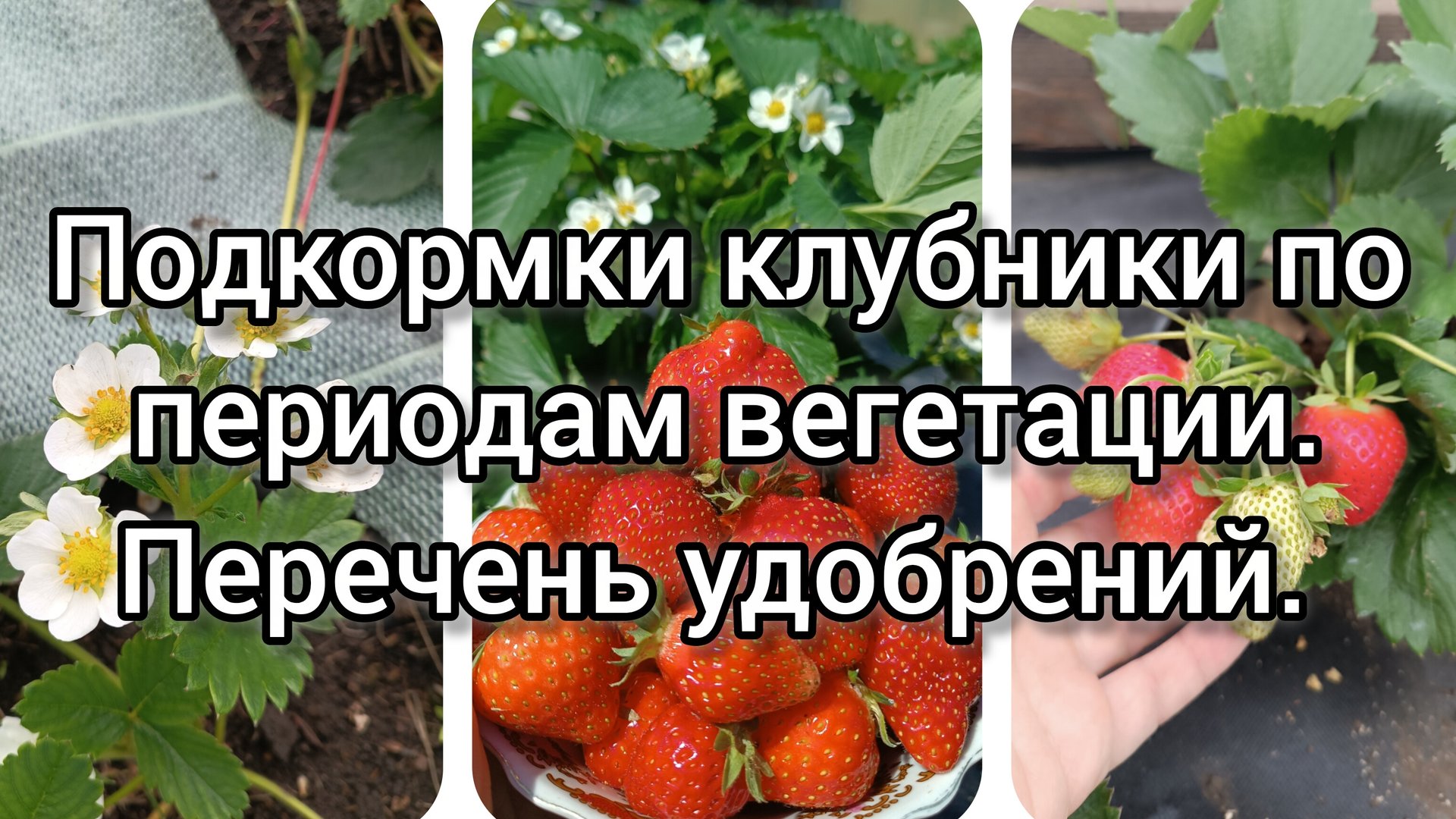 Подкормки клубники по периодам вегетации. Перечень удобрений.