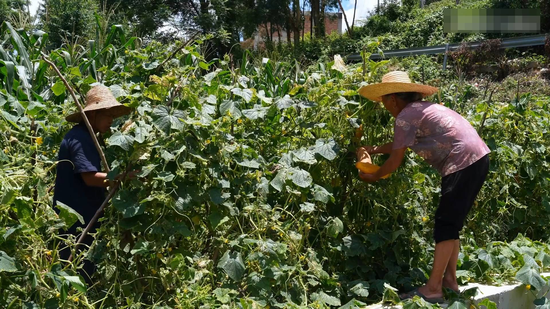 Бабушка из Юйлиня - Жизненный цикл огурца занимает 3 месяца