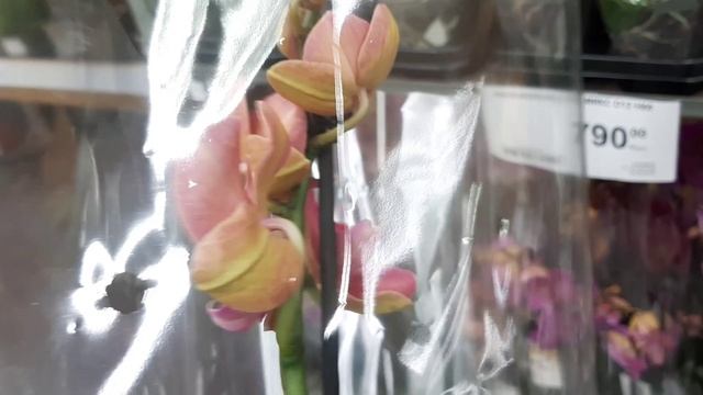 10.08.2025г. Свежие орхидеи в Лемана Про.