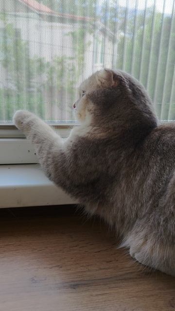 Микис - кот и антикошка.