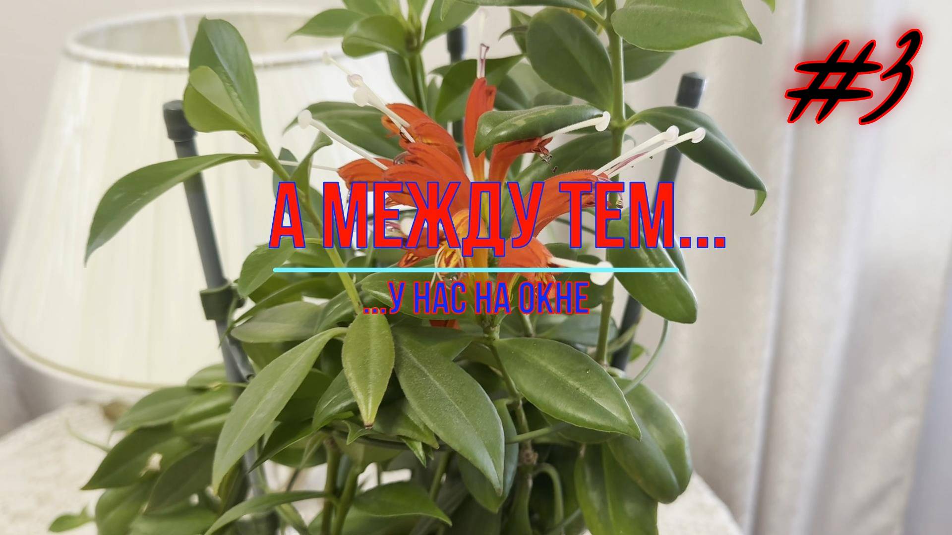 Домашние цветы #3