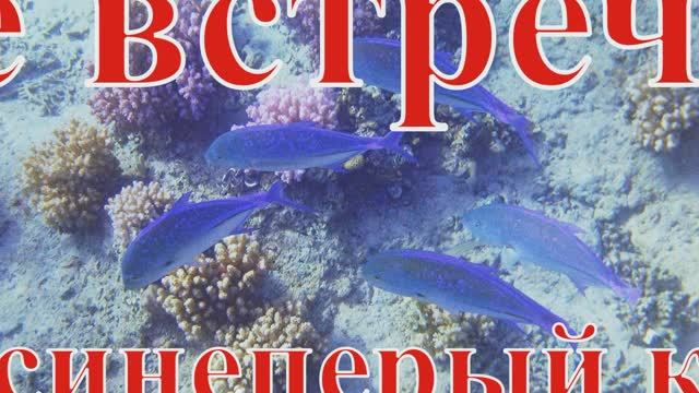 Редкие встречи 6 Тунец синеперый каранкс под музыку Candee Soulchillaz Lily was here