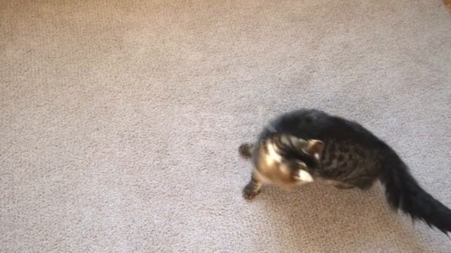 Царь Подоконников